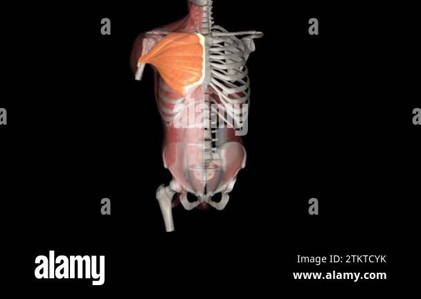 The pectoralis major is the superior most and largest muscle of the ...