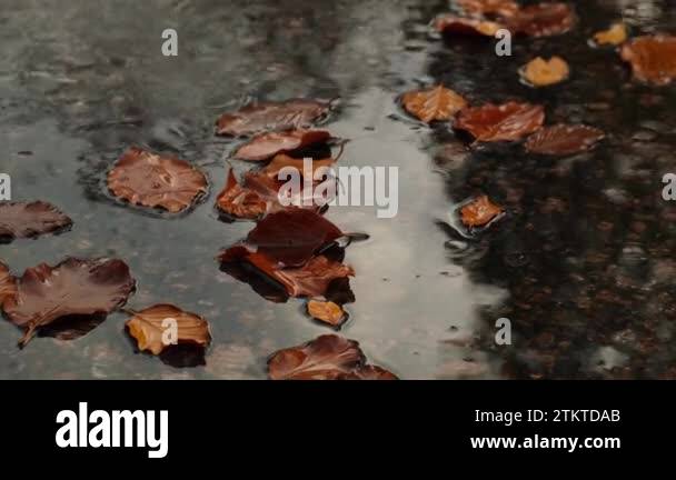 Fall raindrops falling into puddle with autumnal leaves. Hello Fall Autumn leaves float on the ...
