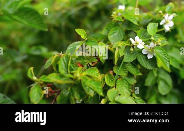 Rubus idaeus (European raspberry) is a red-fruited species of Rubus ...