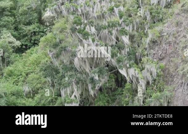 tall tree covered with lichen in the native forests of the highlands in ...