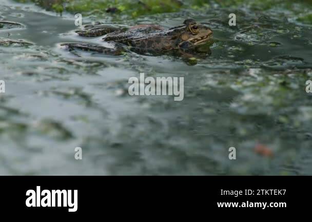 Frog crying. European frog in water. Pelophylax lessonae calling with ...