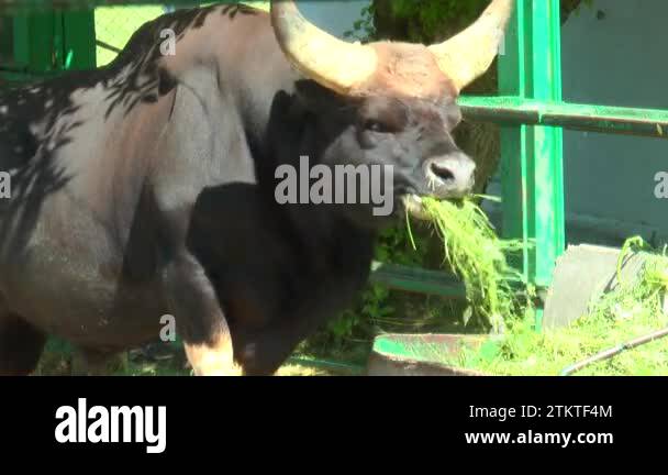Bull Gayal in the paddock eating grass from the trough Stock Video ...
