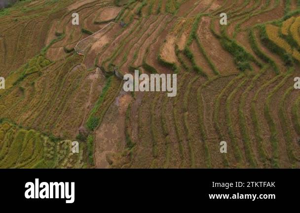 Rice harvest time. Landscape terraced rice field near Sapa. Mu Cang ...