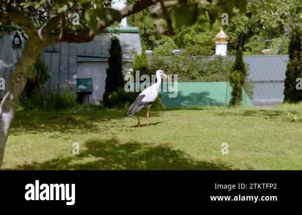 The stork walks in the garden. A stork walks in the churchyard. Church ...