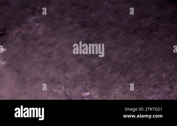 Bubble structure Stock Videos & Footage - HD and 4K Video Clips - Alamy