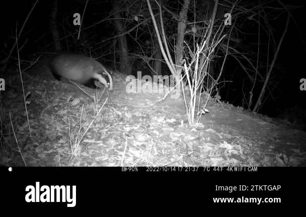 Badger track Stock Videos & Footage - HD and 4K Video Clips - Alamy