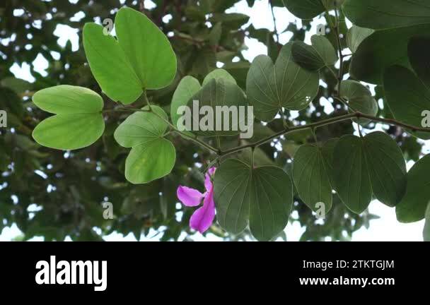 Tapak kuda Stock Videos & Footage - HD and 4K Video Clips - Alamy