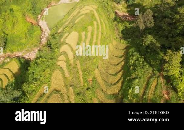 Rice harvest time. Landscape terraced rice field near Sapa. Mu Cang ...