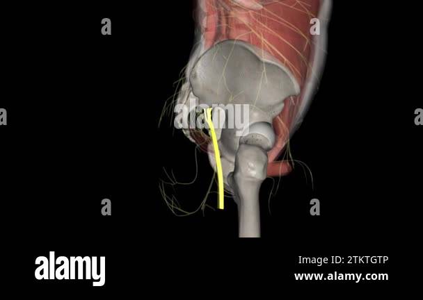 The common peroneal nerve, also known as the common fibular nerve Stock ...
