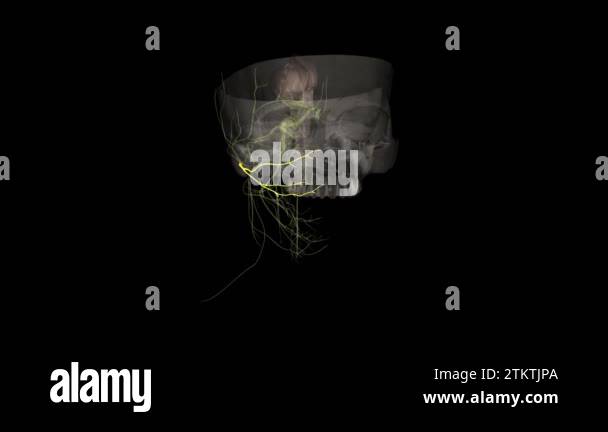 The zygomatic nerve is a branch of the maxillary nerve It arises in the ...