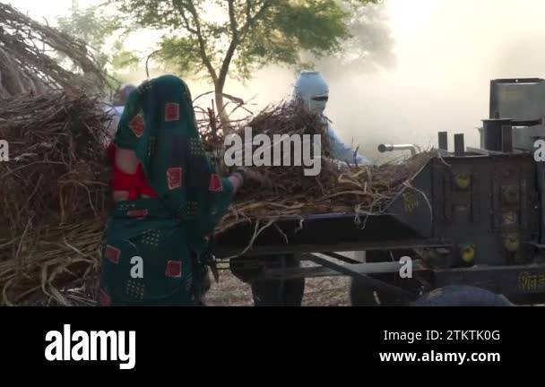 Threshing millet Stock Videos & Footage - HD and 4K Video Clips - Alamy
