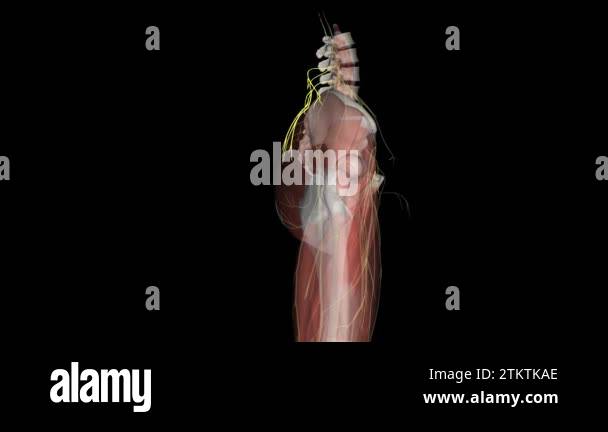 The superior cluneal nerves are pure sensory nerves that innervate the ...