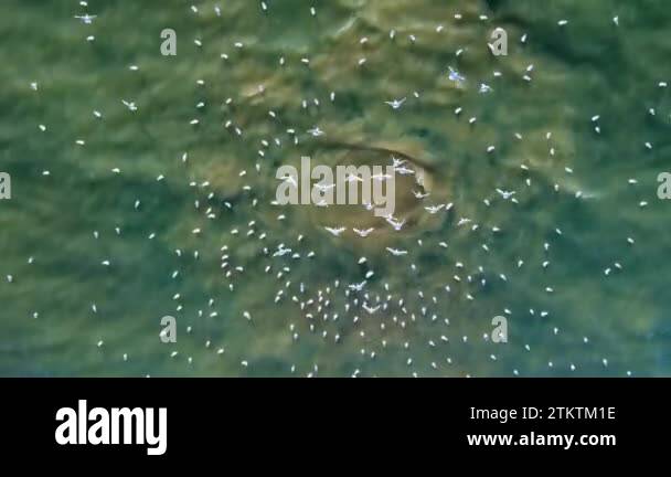 Ejection sea Stock Videos & Footage - HD and 4K Video Clips - Alamy