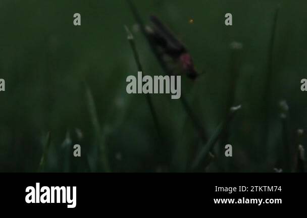 Flora wing Stock Videos & Footage - HD and 4K Video Clips - Alamy