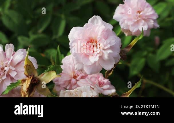 Delicate pink roses buds on a flowering shrub in spring, summer garden ...