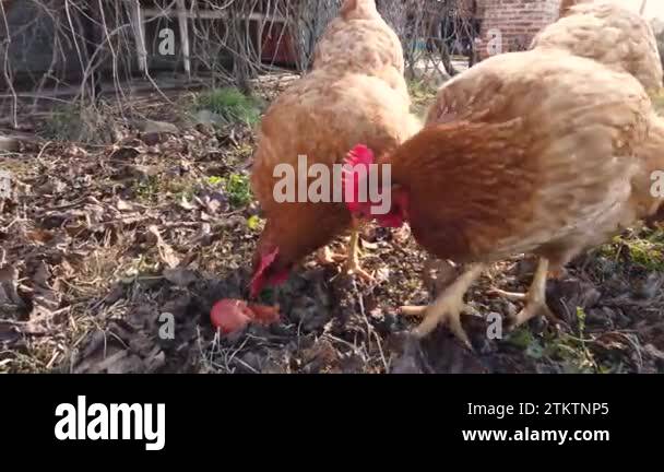 Red hen pecking the grass Stock Videos & Footage - HD and 4K Video ...