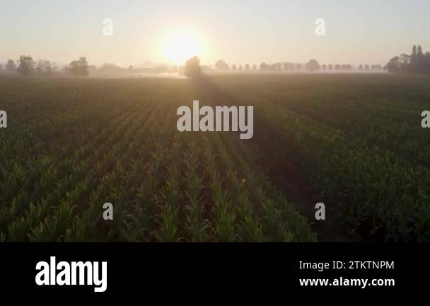 Aerial, Flight Above Rural Countryside Landscape With Growing Corn ...