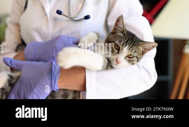 A veterinarian with a kitten in his hands, a closeup. Primary reception ...