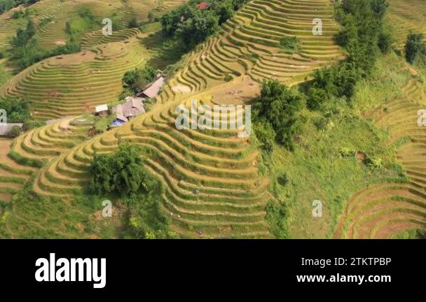 Rice harvest time. Landscape terraced rice field near Sapa. Mu Cang ...
