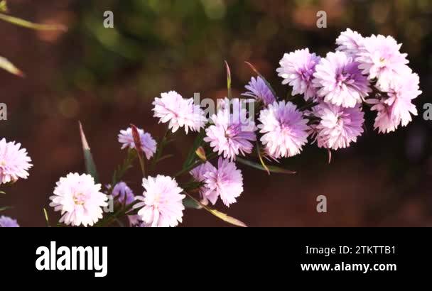 Soft floral scent Stock Videos & Footage - HD and 4K Video Clips - Alamy
