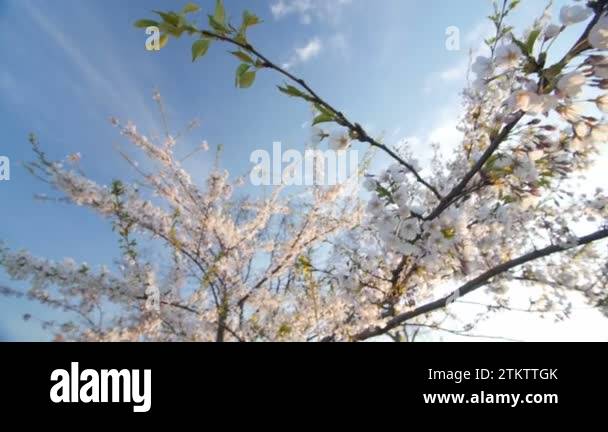 Cherry tree canopy Stock Videos & Footage - HD and 4K Video Clips - Alamy