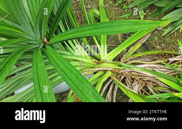 Giant plant leaf Stock Videos & Footage - HD and 4K Video Clips - Alamy