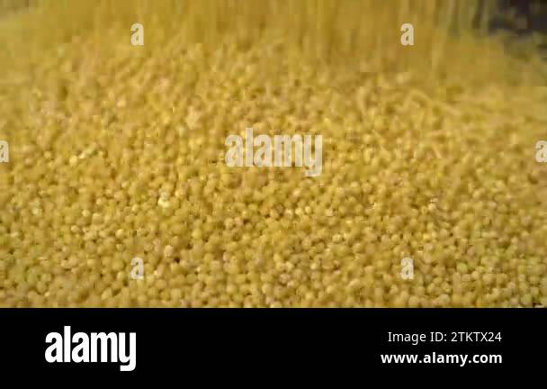 Yellow Grains of Millet Groats Fall into a Pile of Millet, Fill the ...