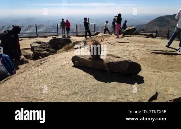 Monkey eating chips Stock Videos & Footage - HD and 4K Video Clips - Alamy