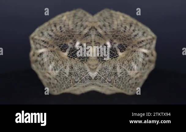 Physalis peruviana from dried as a skellet but decorative Stock Video ...