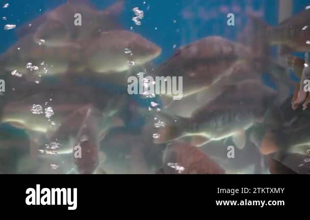 Live fish trout and carp swim in aquarium in supermarket or restaurant ...