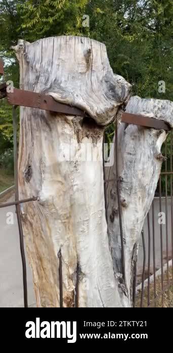 Tree trunk fence Stock Videos & Footage - HD and 4K Video Clips - Alamy