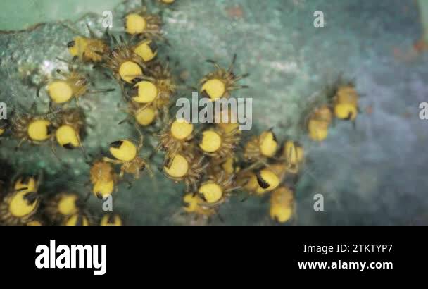 Cluster of baby spiders, European Garden Spider Araneus Diadematus ...
