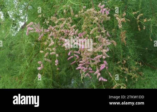 Lance shaped or linear leaves Stock Videos & Footage - HD and 4K Video ...