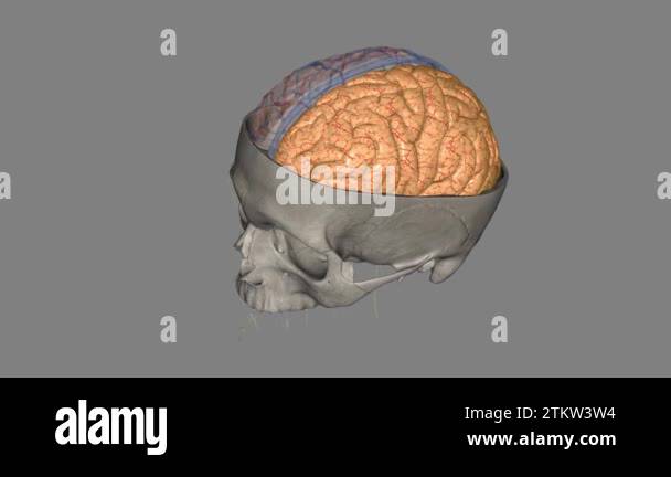 Hemisphere body Stock Videos & Footage - HD and 4K Video Clips - Alamy