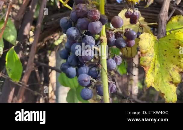 Grapes berries common grape Stock Videos & Footage - HD and 4K Video ...
