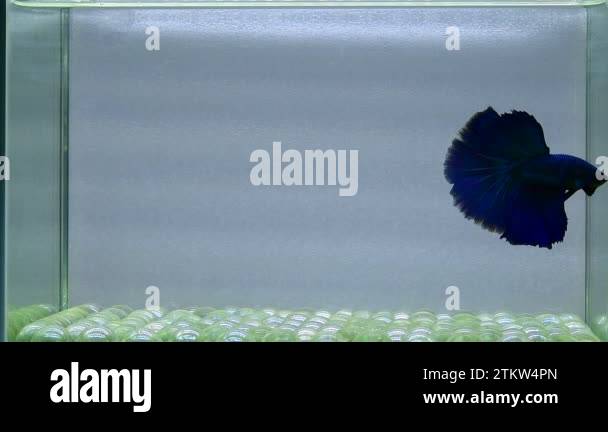 Betta fish Halfmoon long tail, short tail, Crowntails, Veiltail, Wild ...