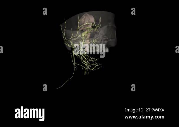 The cranial nerves are a set of 12 paired nerves in the back of your ...