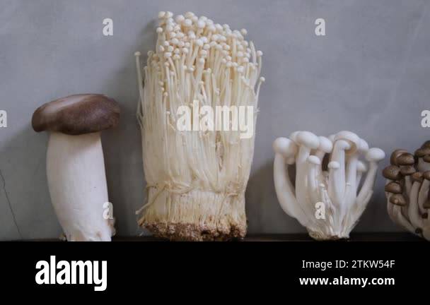 Enoki mushroom set Stock Videos & Footage - HD and 4K Video Clips - Alamy
