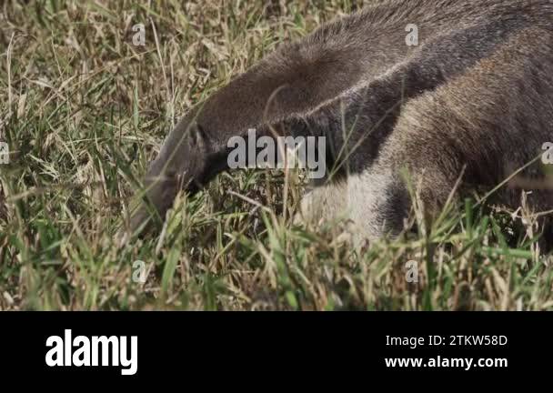 giant anteater walking over a meadow of a farm in the southern Pantanal ...