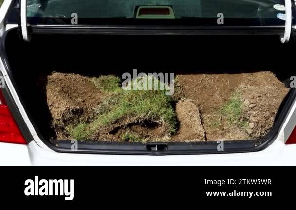 Green grass slice roots Stock Videos & Footage - HD and 4K Video Clips ...