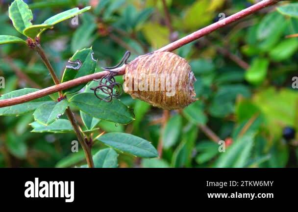 Praying mantis cocoon Stock Videos & Footage - HD and 4K Video Clips ...