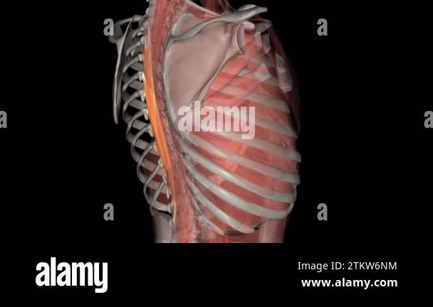Spinalis Thoracis belongs to the medial column of the erector spinae ...