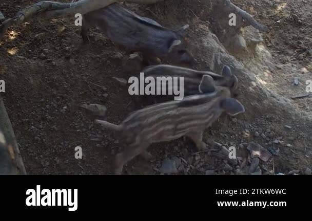 Adorable piglets are playing fights. Baby pigs playing together. Wild ...