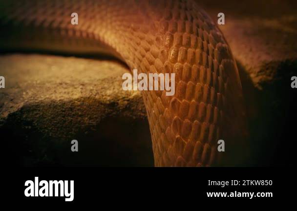 Sidewinder snakes Stock Videos & Footage - HD and 4K Video Clips - Alamy