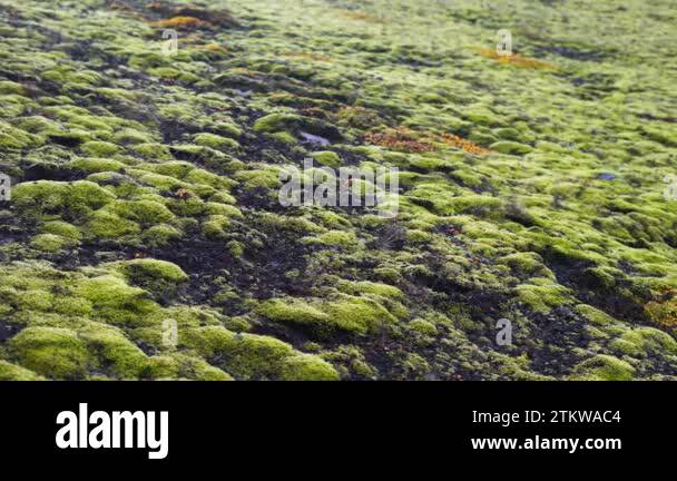 Moss layers Stock Videos & Footage - HD and 4K Video Clips - Alamy