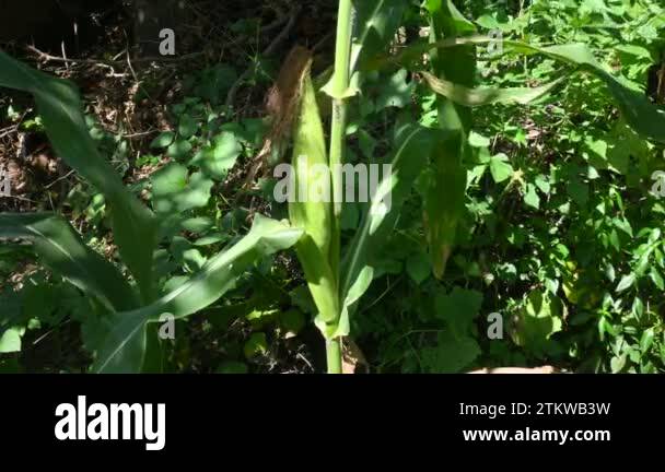 Corn cobs in plant. Ear of the green corn. Corn Maize Agriculture ...