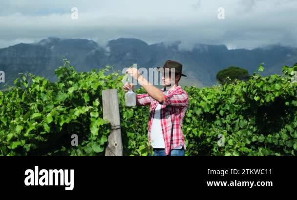 a man in a white coat with a spray gun on a grape plantation. vineyard ...