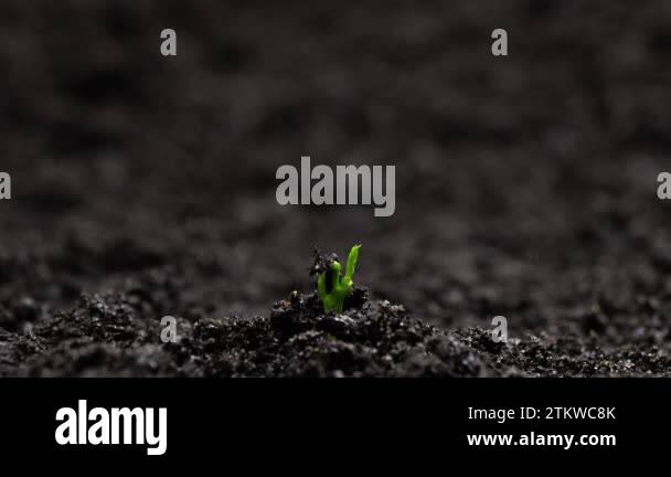 Growing plants in time lapse, Newborn Cucumber Sprouts Germination in ...
