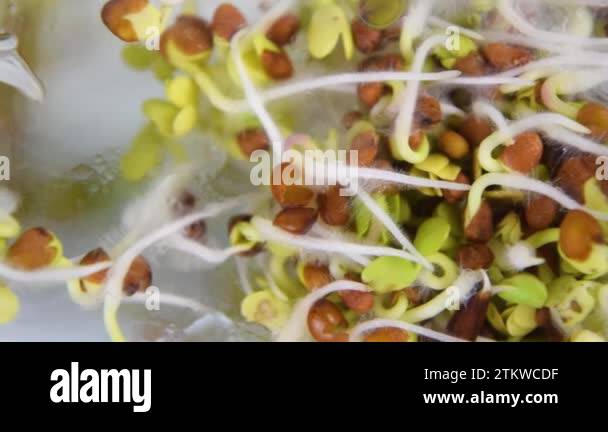 Young sprouts of radish microgreens behind glass growing in jar. Roots ...