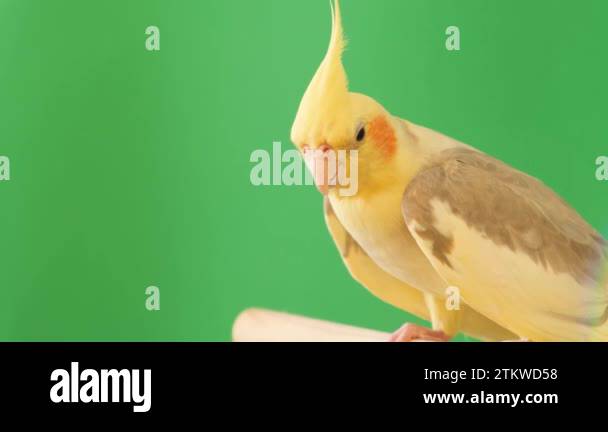 Australian Corella sitting on an isolated chromakey background. A ...